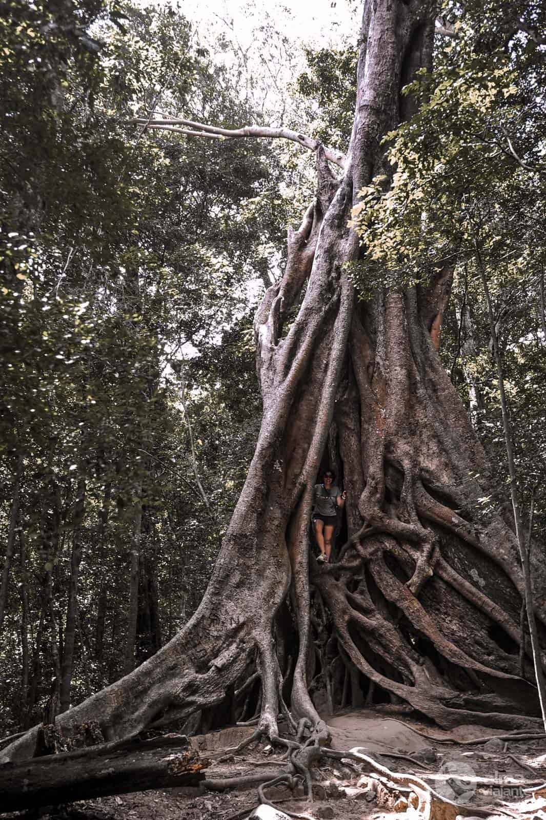 As ruínas perdidas de Ritigala (um mosteiro budista no meio da floresta)