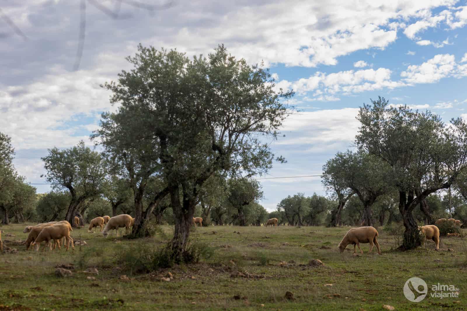 Roteiro no Alentejo Central | O que visitar